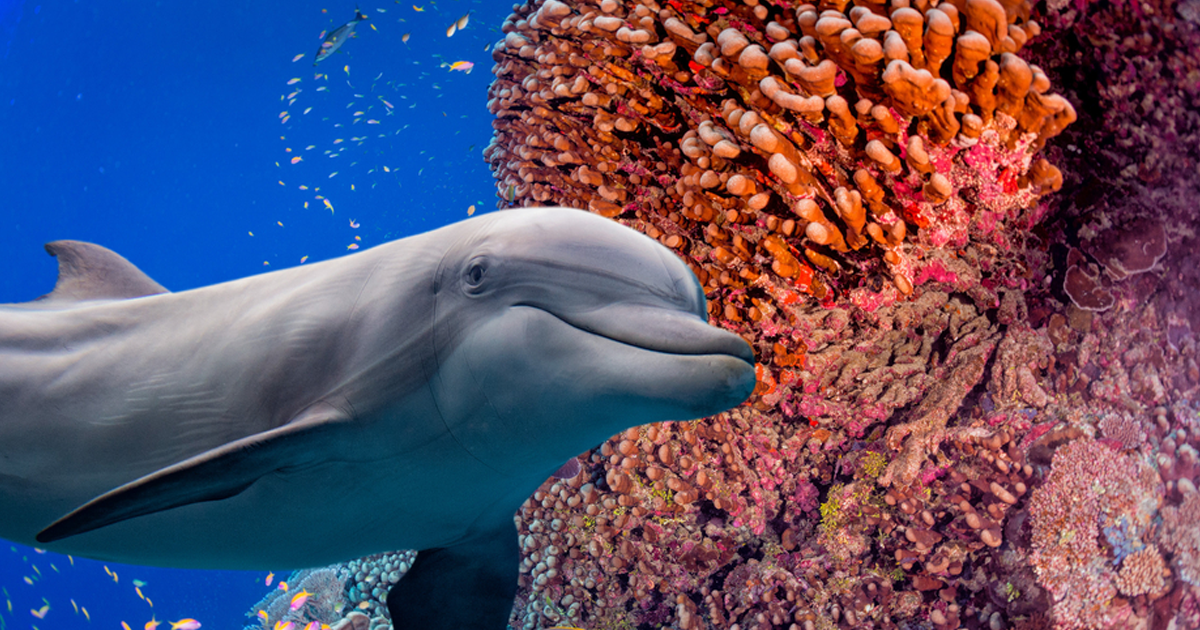 Act like a Lady Think like a Dolphin - The Syndrome Mag